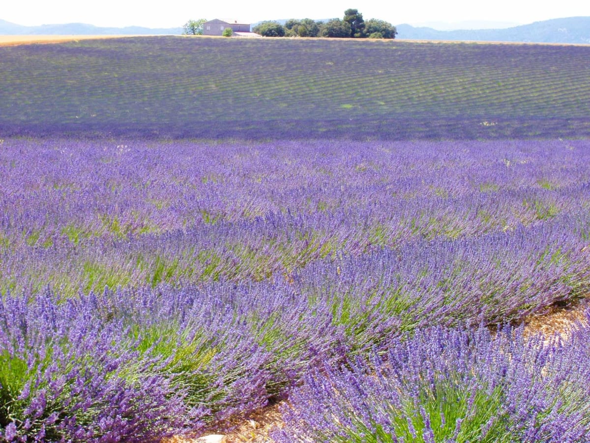 Valensole e la fioritura della lavanda in Provenza - dovevado.net
